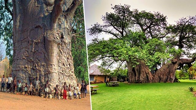 The Oldest, Tallest, Biggest and Most Majestic Trees in the World ...