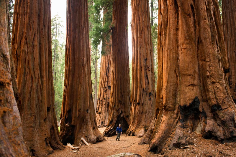 The Oldest, Tallest, Biggest and Most Majestic Trees in the World ...