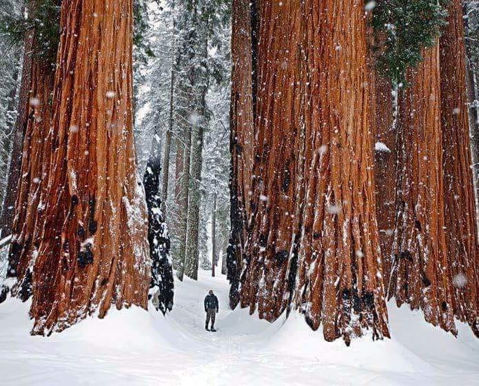 The Oldest, Tallest, Biggest and Most Majestic Trees in the World ...